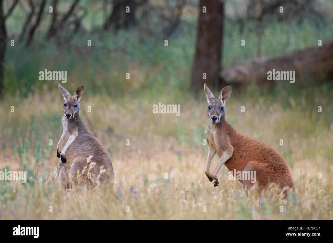 A pair of Red Kangaroos (Macropus rufus) in the grasslands at dusk at ...