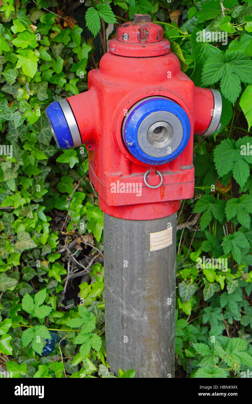 Hydrant in bush Stock Photo - Alamy