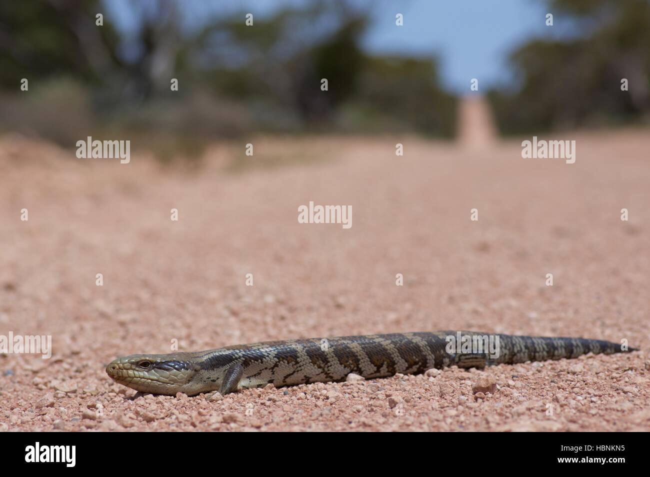 An Eastern Blue-tongued Skink (Tiliqua scincoides scincoides) stretched ...