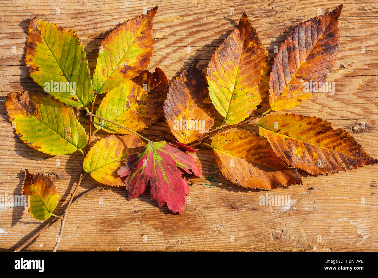 Red leaves backg hi-res stock photography and images - Alamy