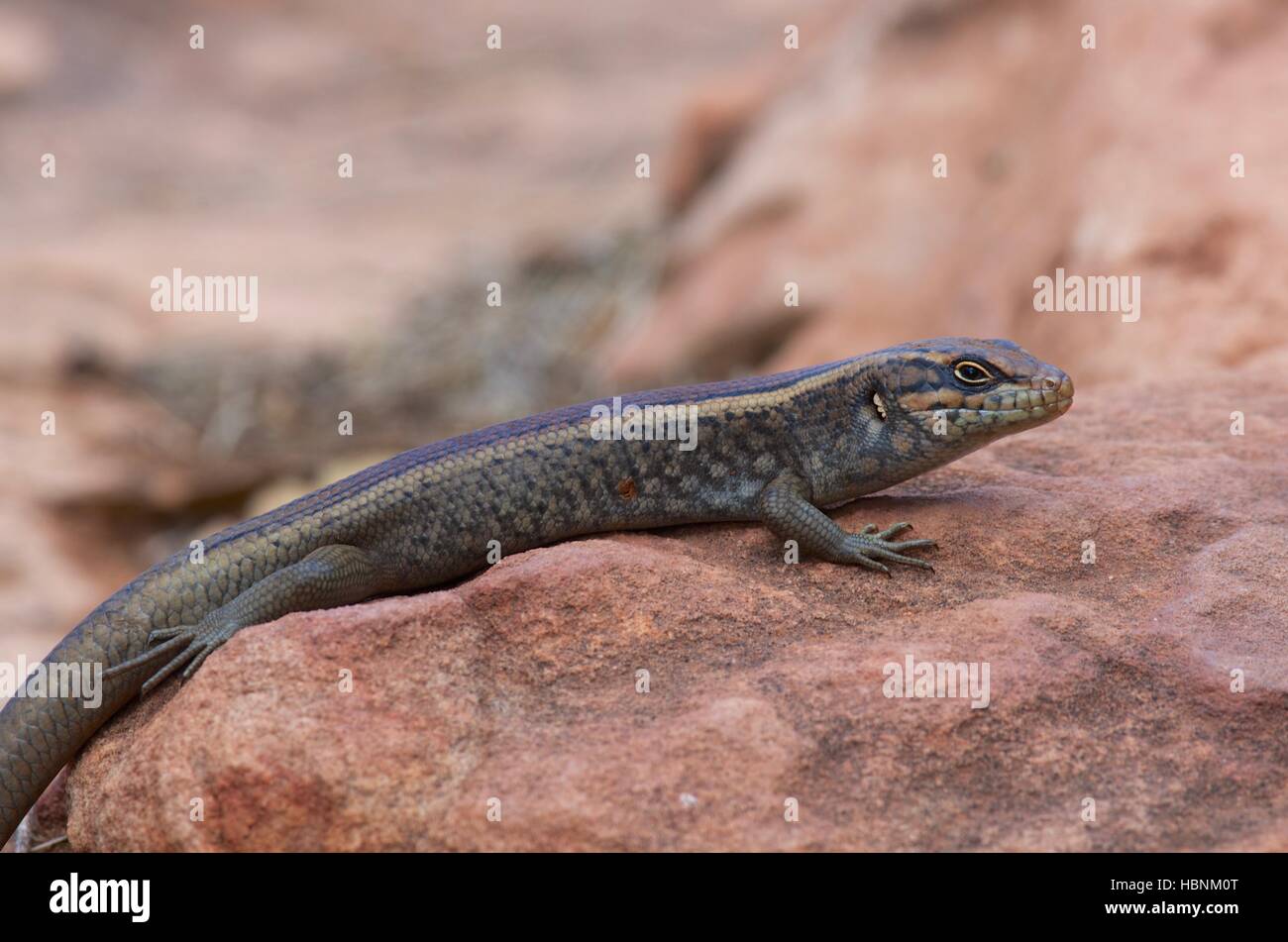 Liopholis personata hi-res stock photography and images - Alamy
