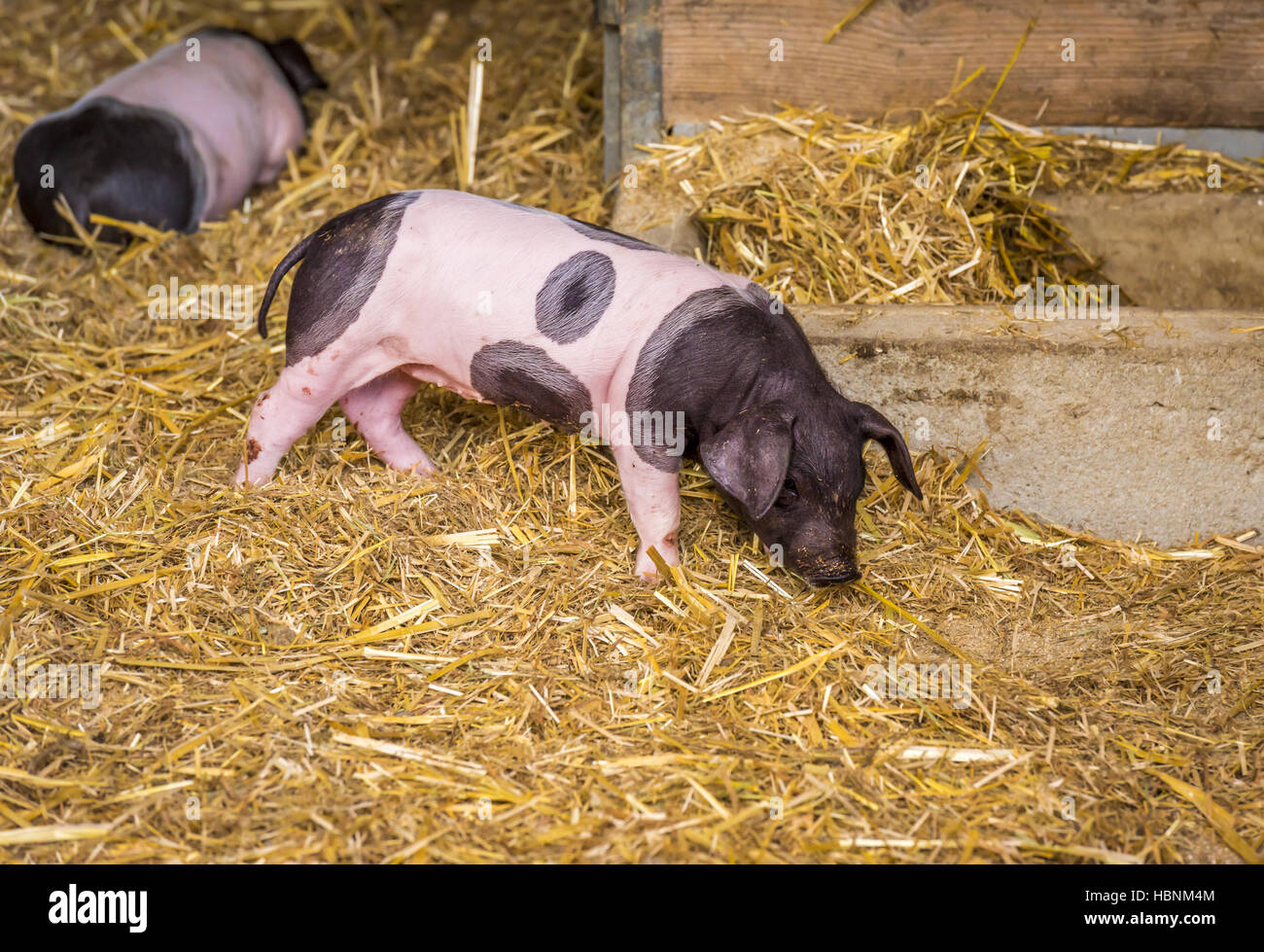 Traditional breed of the domestic pig hi-res stock photography and ...