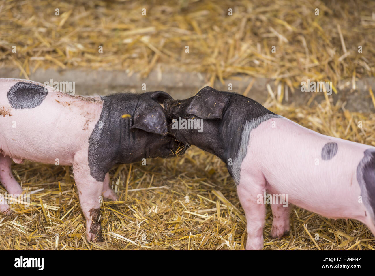 Two piglets playing Stock Photo - Alamy