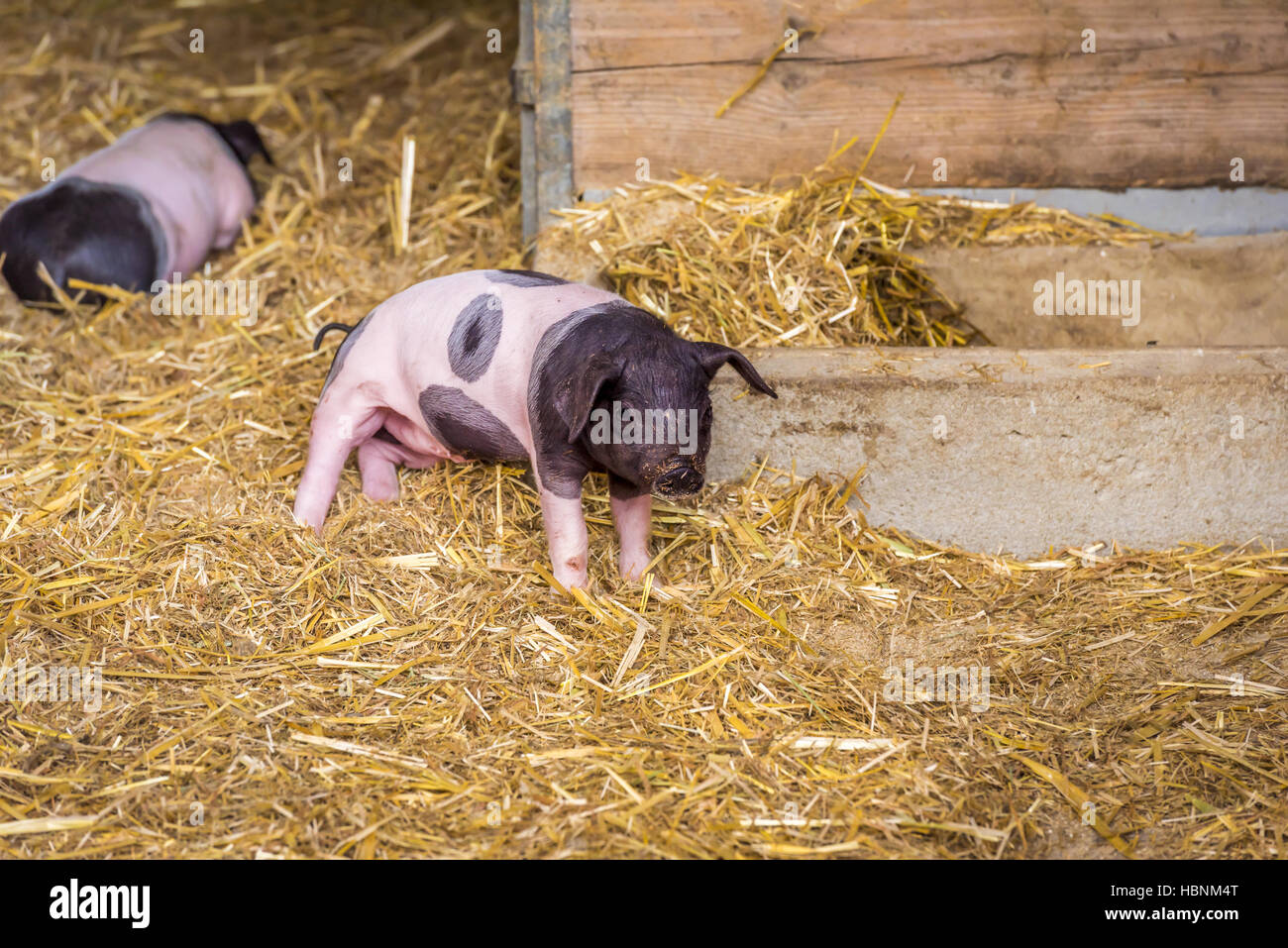 Pig in coop hi-res stock photography and images - Alamy