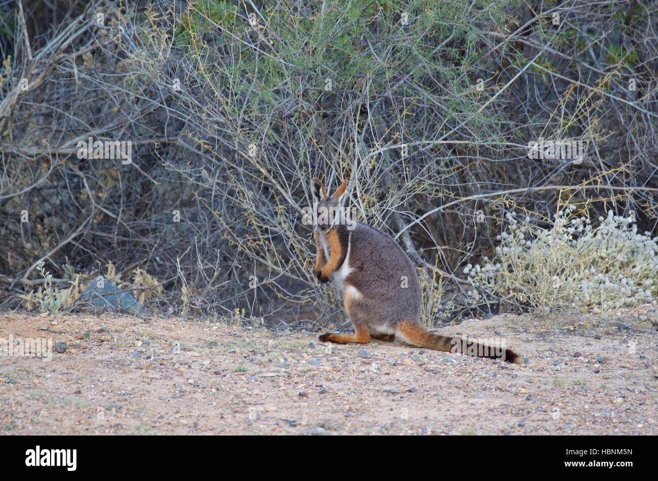 A Yellow-footed Rock Wallaby (Petrogale xanthopus) along a road ...