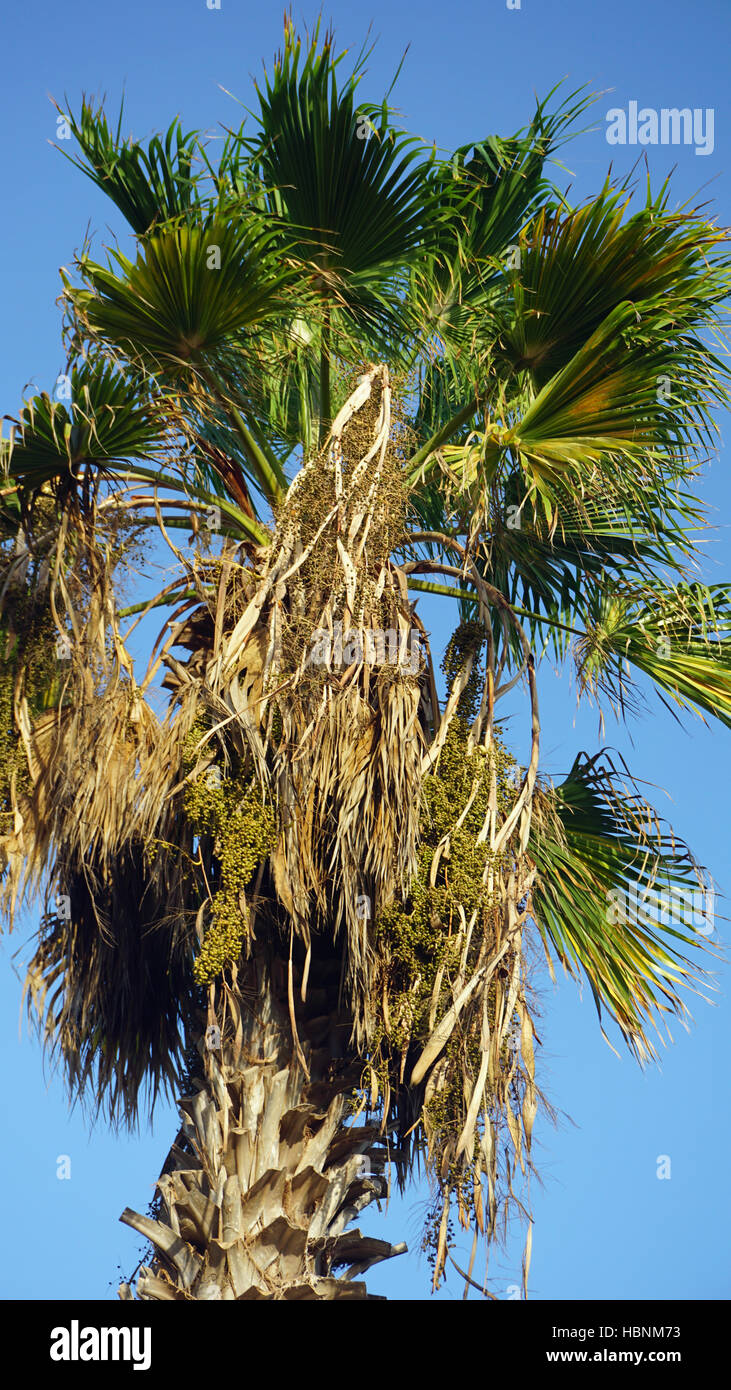 african palm tree on cape verde Stock Photo - Alamy