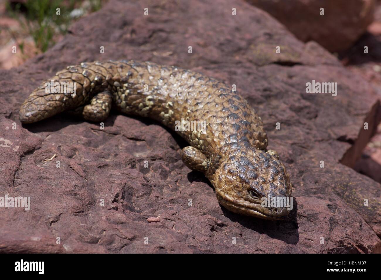 An Eastern Shingleback lizard (Tiliqua rugosa aspera) on a dark rock in ...