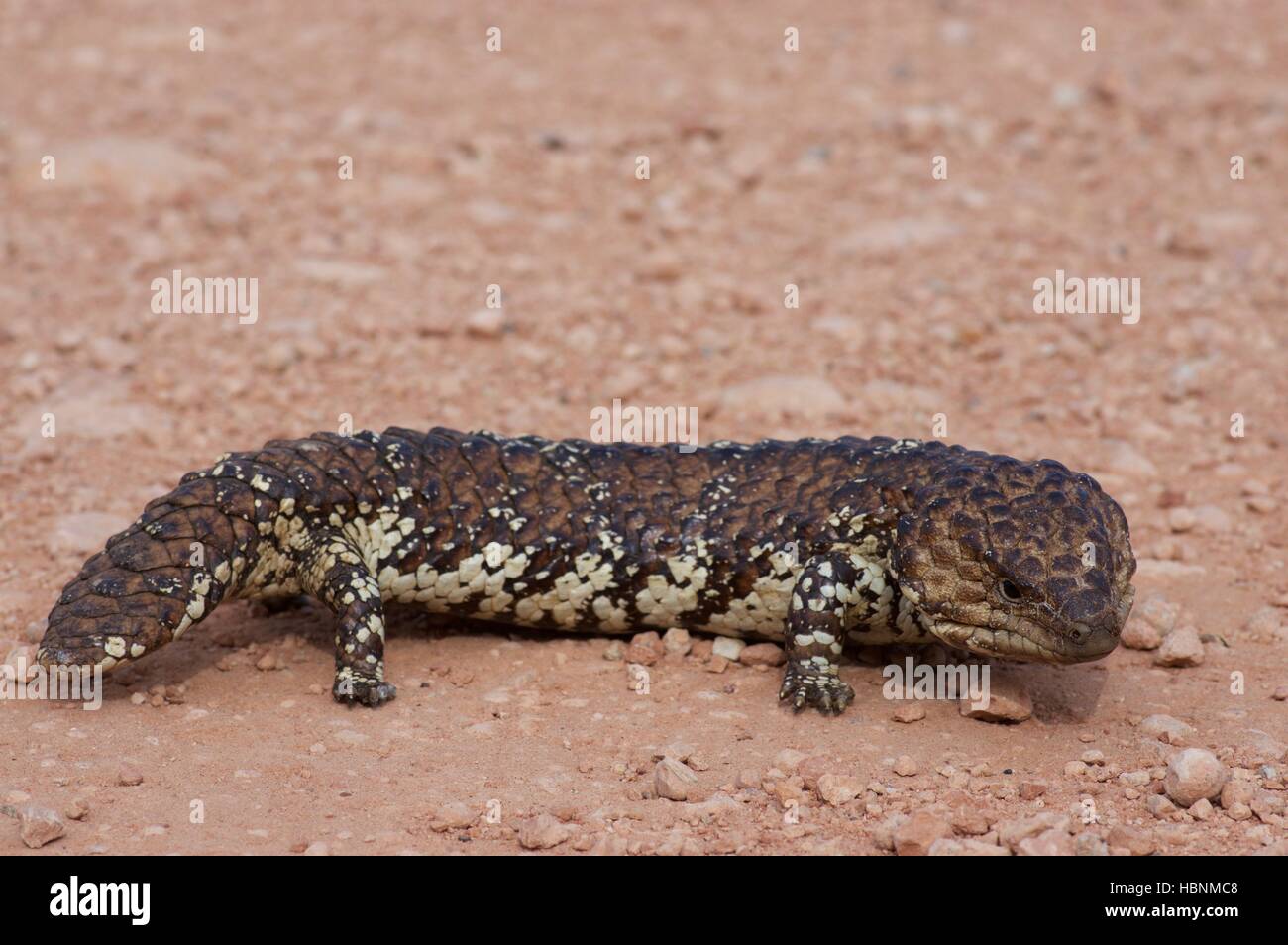 An Eastern Shingleback lizard (Tiliqua rugosa aspera) on a gravel road ...