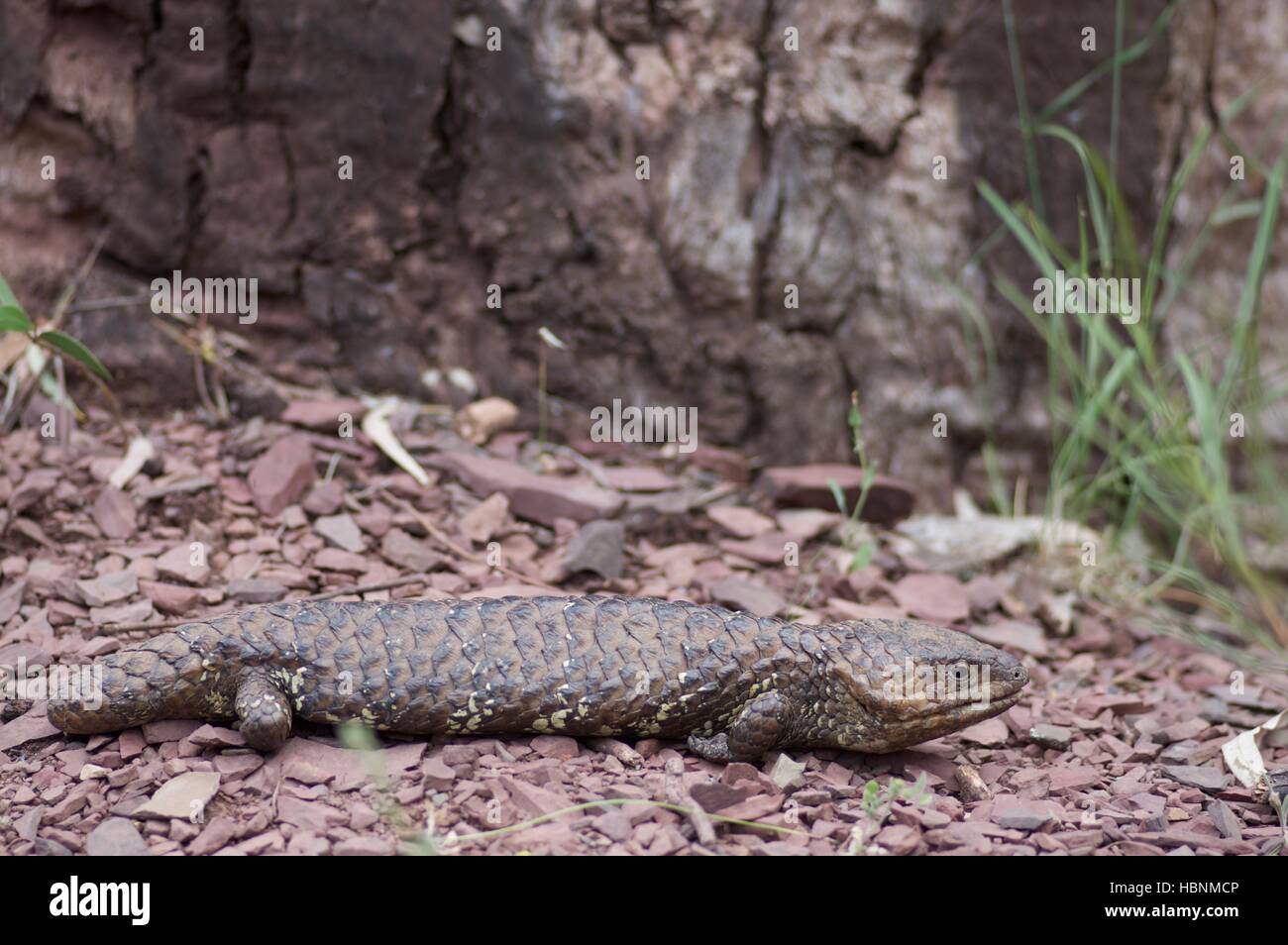 An Eastern Shingleback lizard (Tiliqua rugosa aspera) in Flinders ...