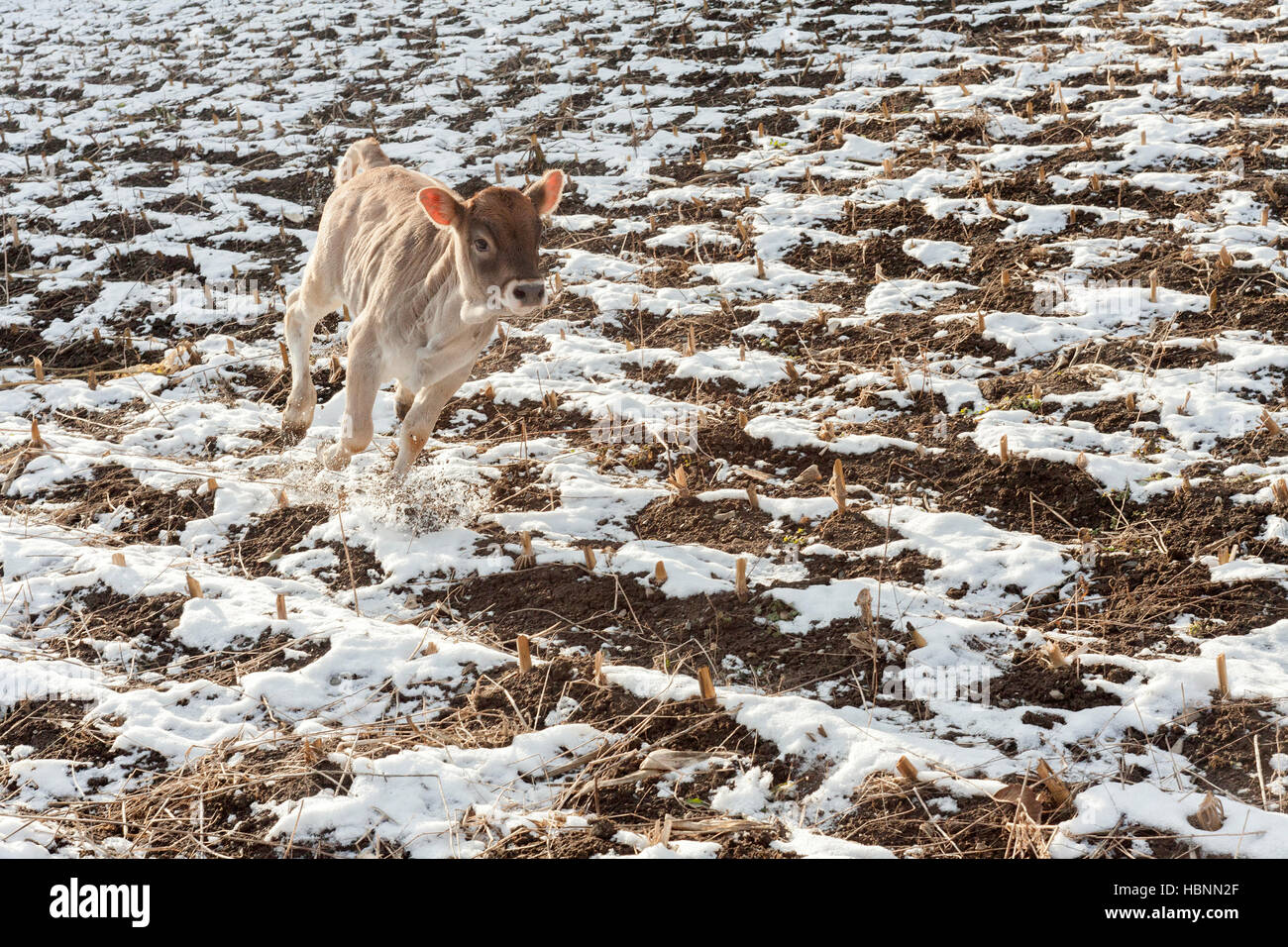 calf running in land Stock Photo - Alamy