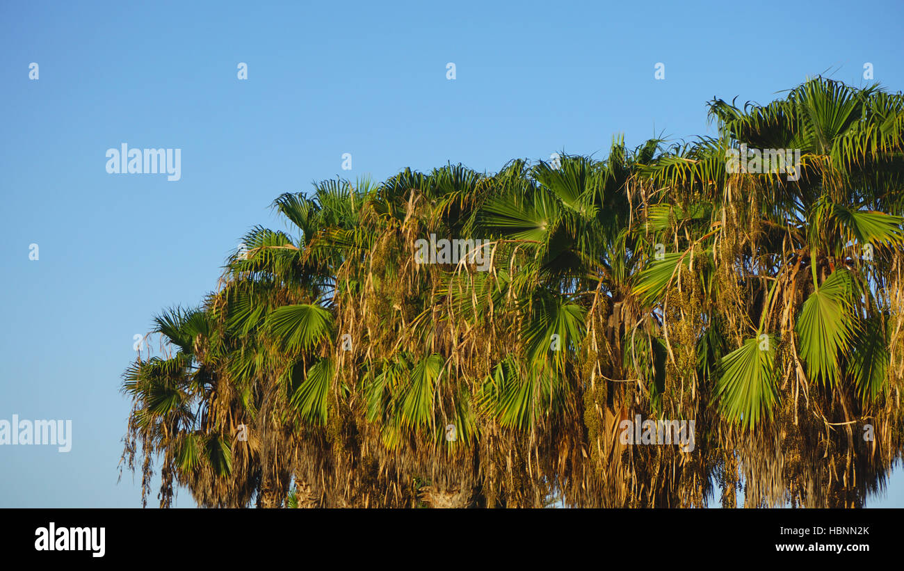 african palm tree on cape verde Stock Photo - Alamy