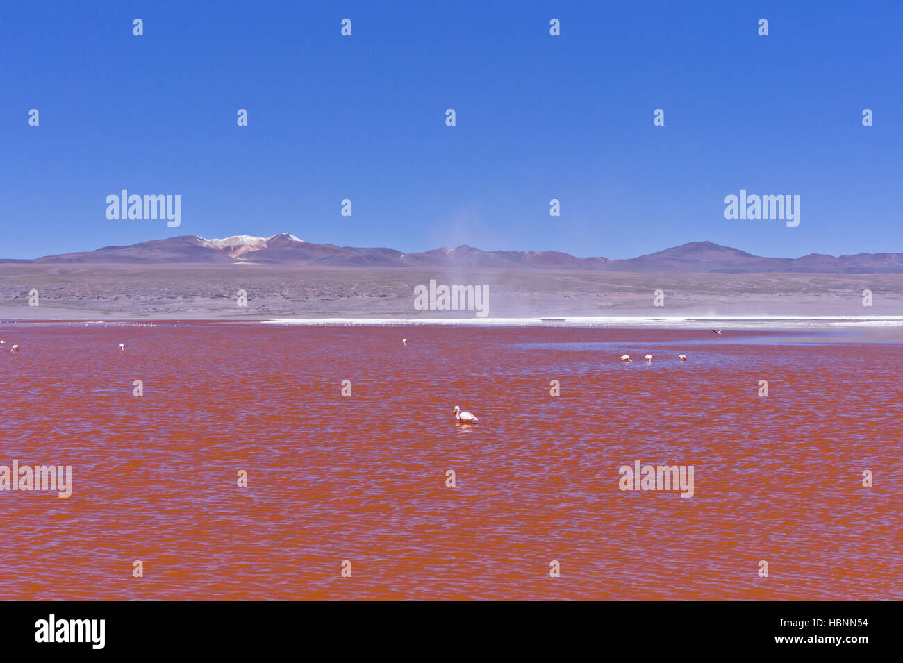 Red lake bolivia south hi-res stock photography and images - Alamy