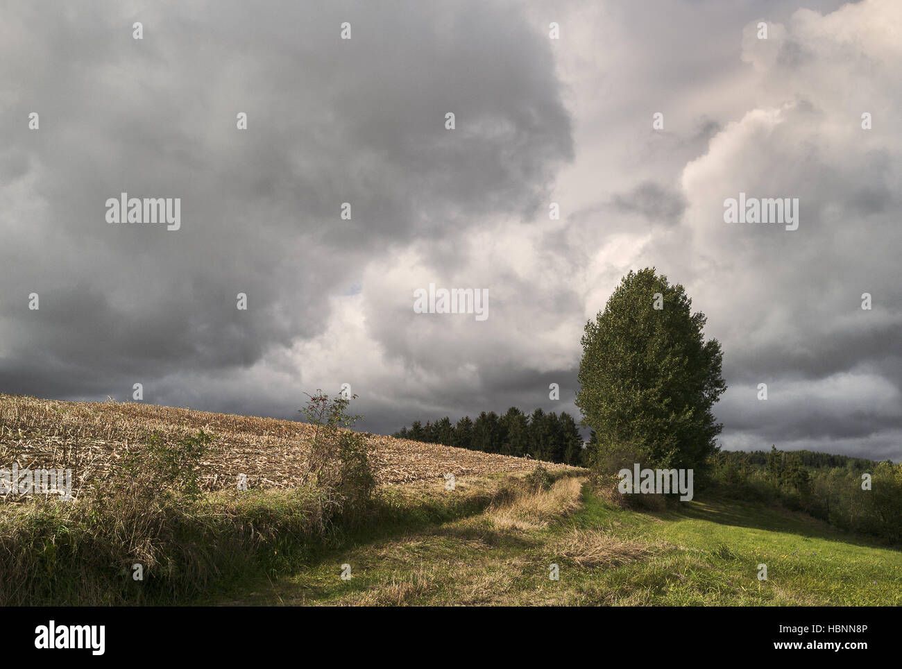 Field scenery hi-res stock photography and images - Alamy