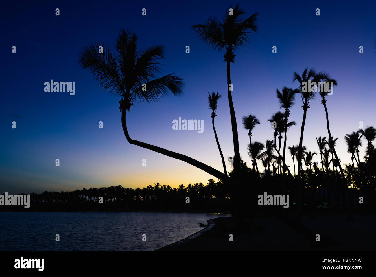 palm dawn morning Stock Photo - Alamy