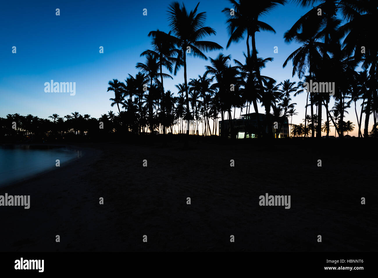 palm dawn morning Stock Photo - Alamy