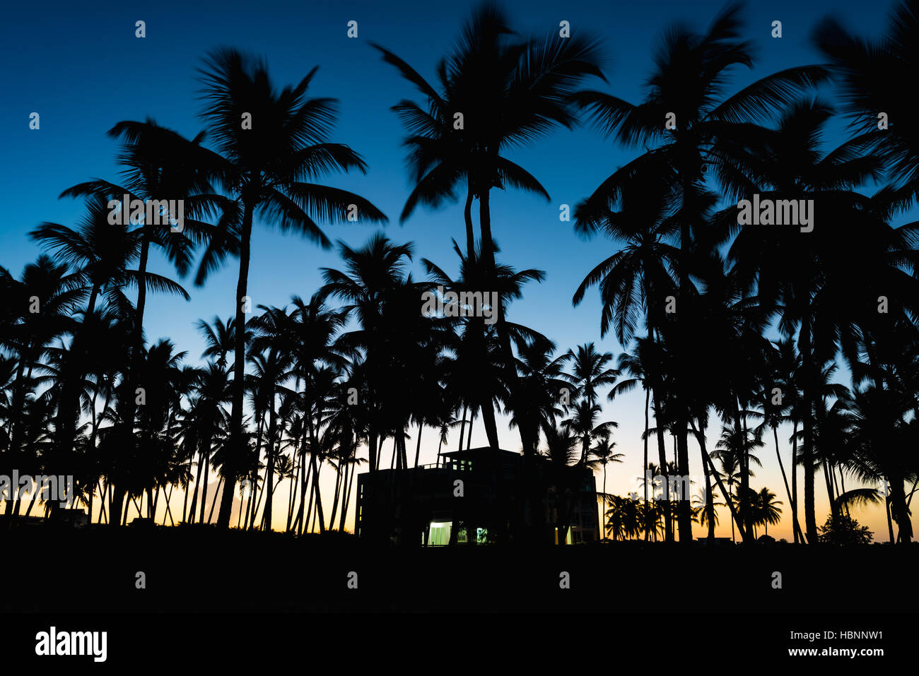 palm dawn morning Stock Photo - Alamy