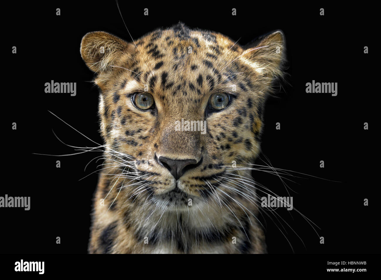face to face with the panther Stock Photo - Alamy