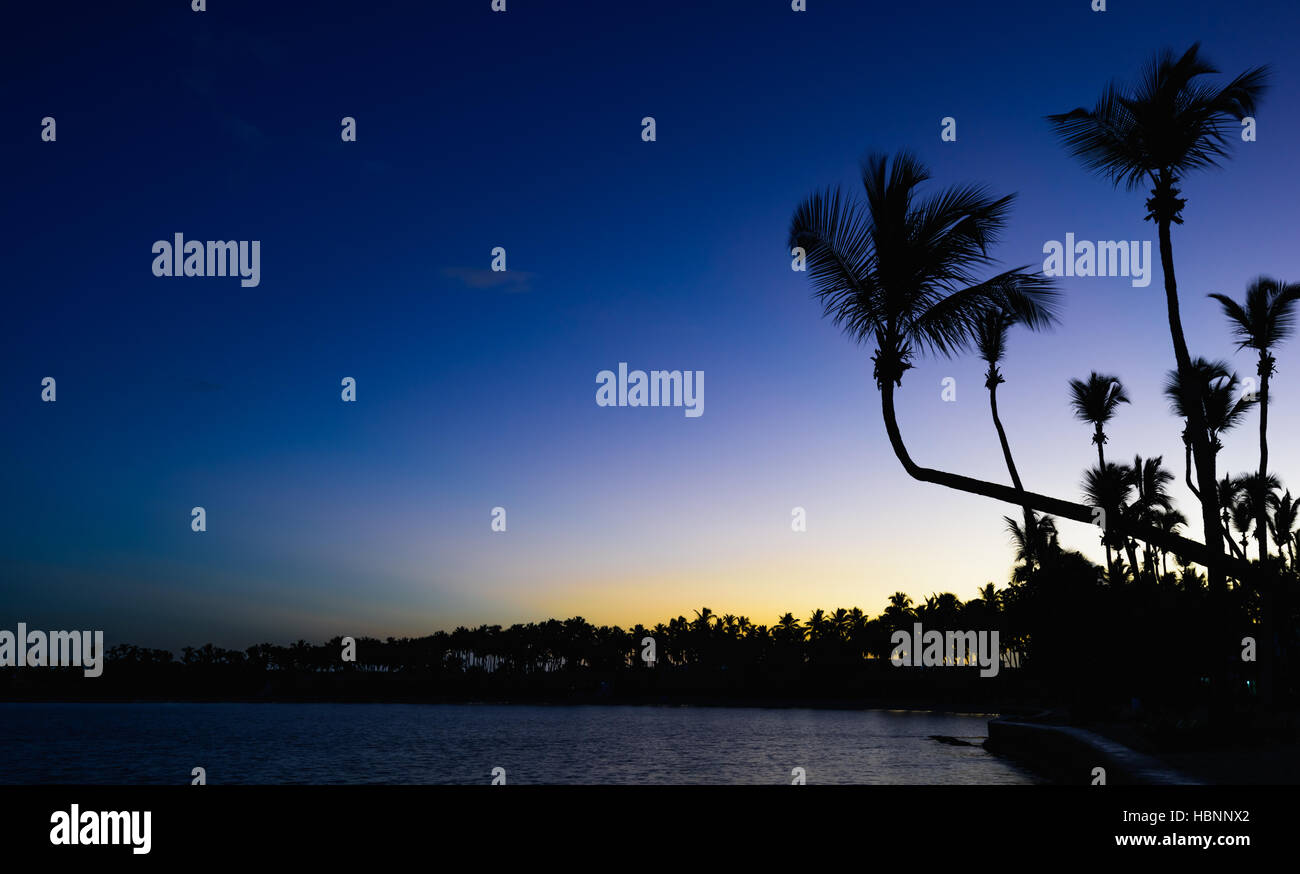 palm dawn morning Stock Photo - Alamy