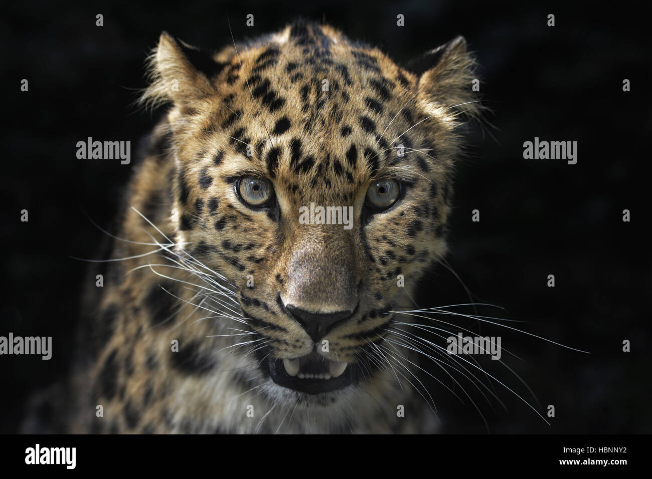 Panther eyes hi-res stock photography and images - Alamy