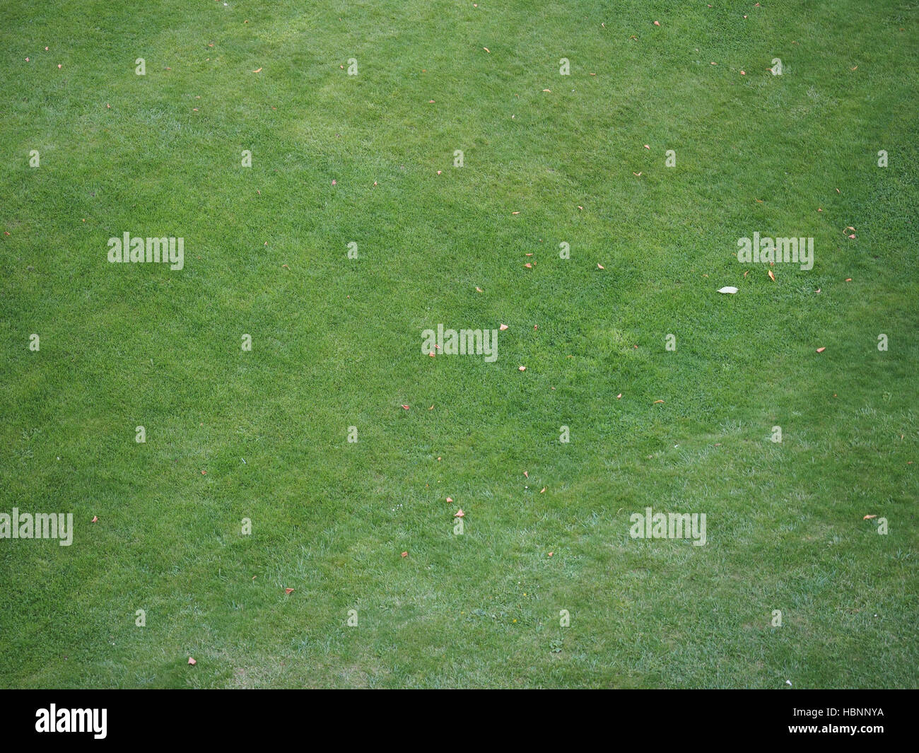 Green grass texture background Stock Photo - Alamy