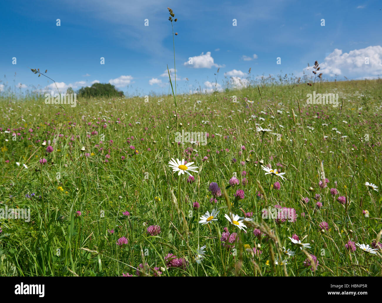 Russian summer meadow Stock Photo - Alamy
