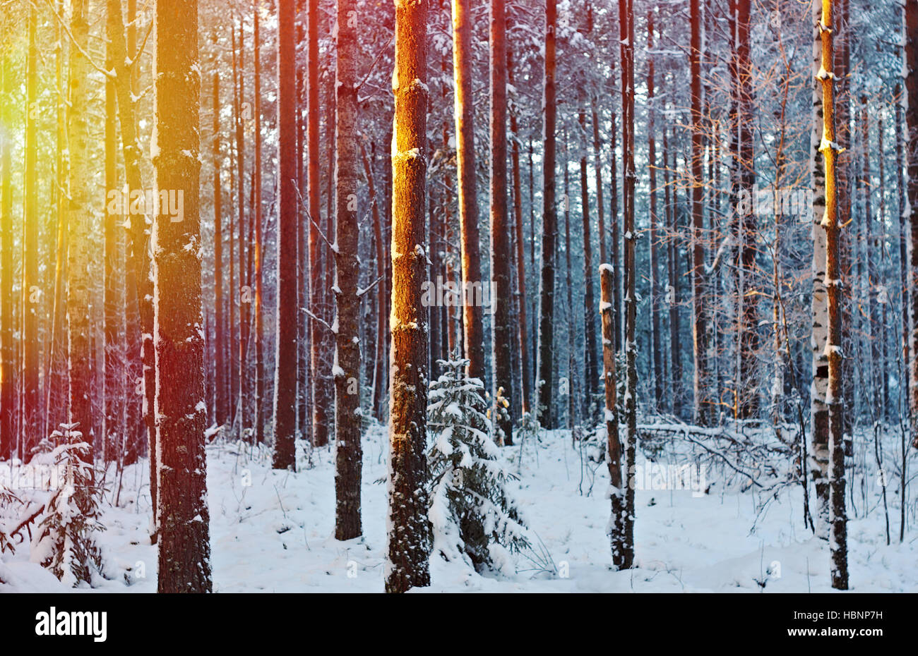 winter landscape .Winter scene Stock Photo - Alamy