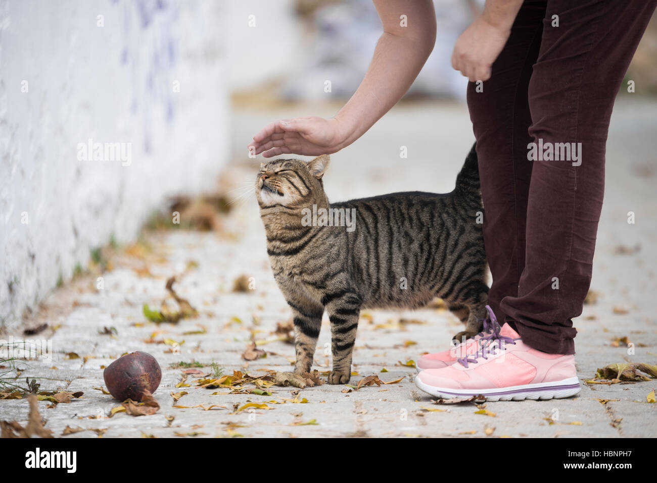 Woman loving a stray cat in the street Stock Photo - Alamy