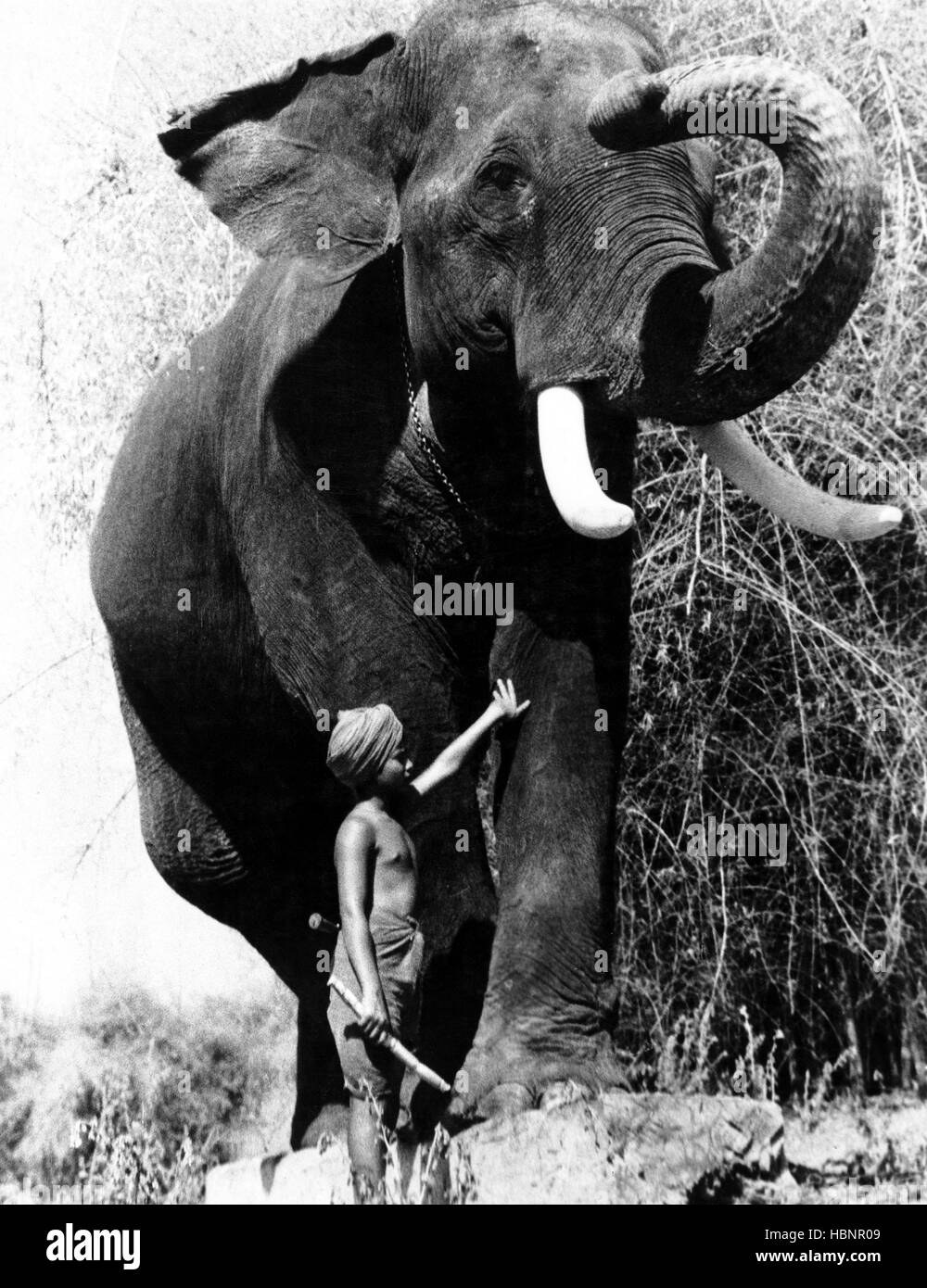 ELEPHANT BOY, Toomai, 1937 Stock Photo - Alamy
