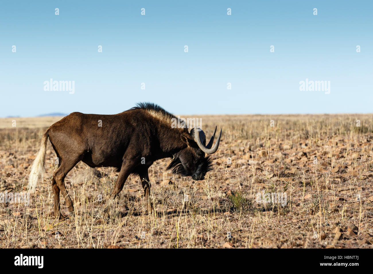Single blue wildebeest connochaetes hi-res stock photography and images ...
