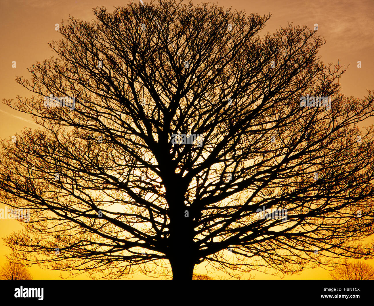 Bare branches of sycamore tree at sunrise. Westwood common, Beverley ...