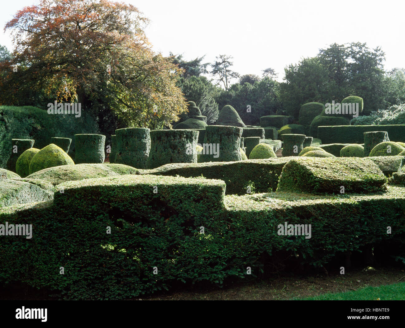 Clipped yew topiary in the formal gardens, Elvaston Castle, Derbyshire ...