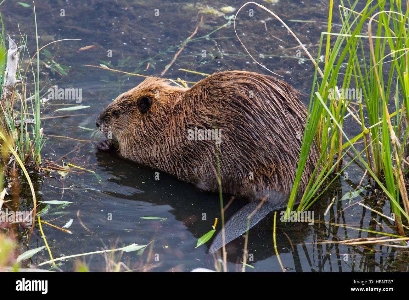 Snake river beaver hi-res stock photography and images - Alamy