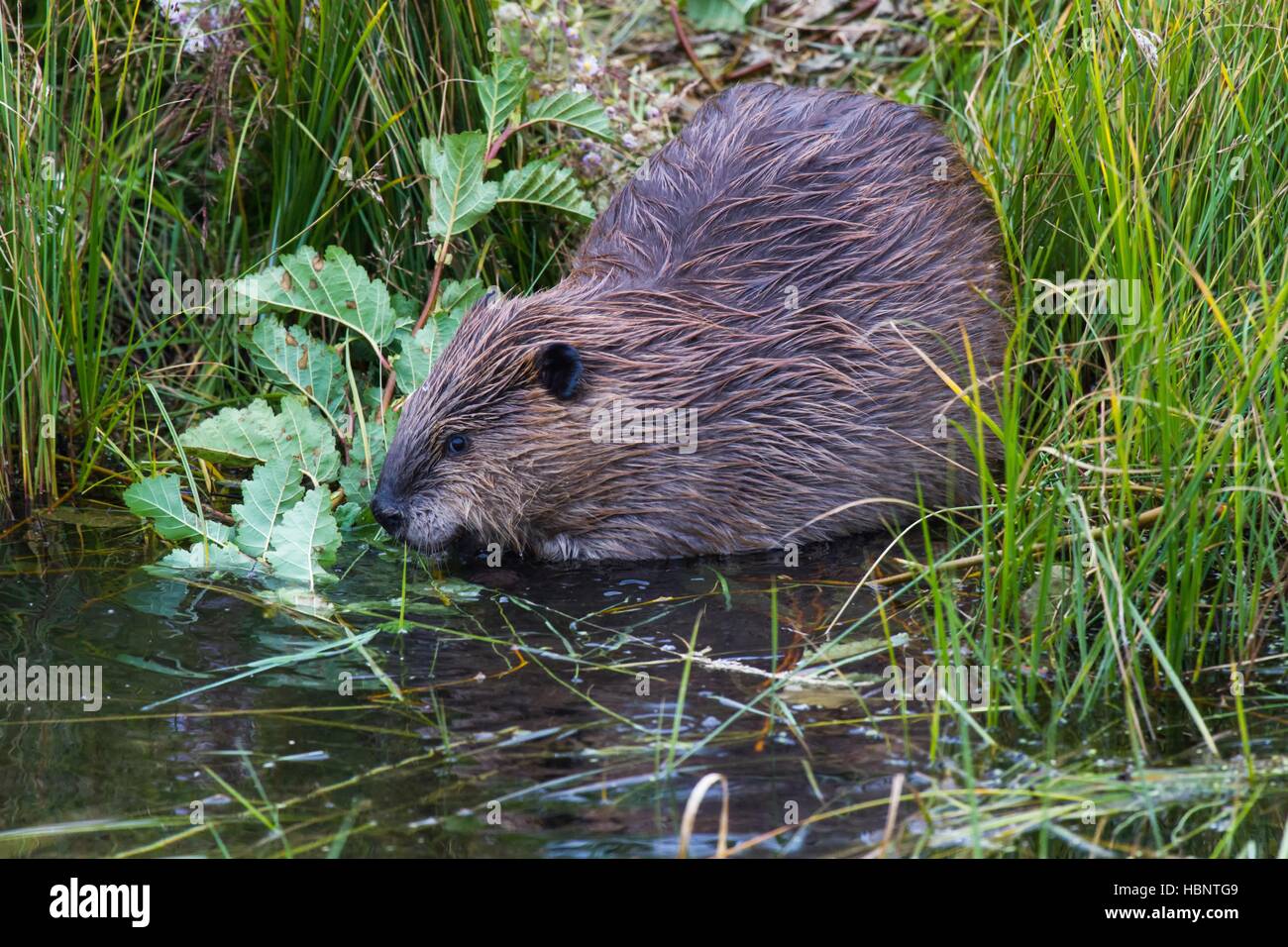 9 canadian grand hi-res stock photography and images - Alamy