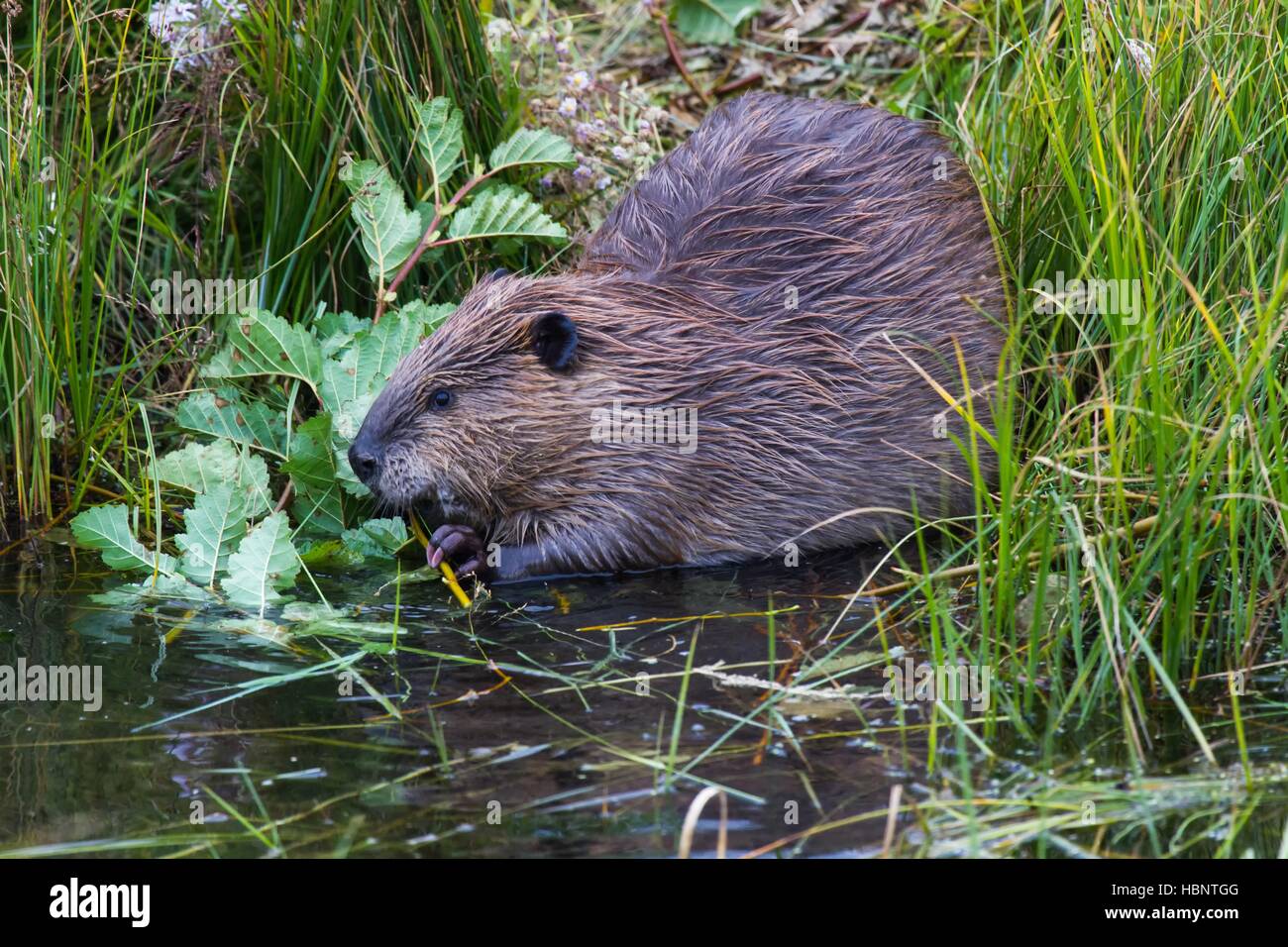 Canadian Beaver 10 Stock Photo - Alamy