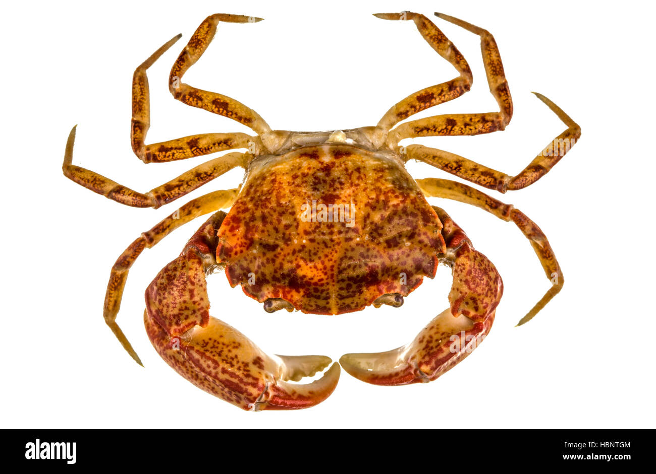 Cooked crab, isolated on white background Stock Photo - Alamy