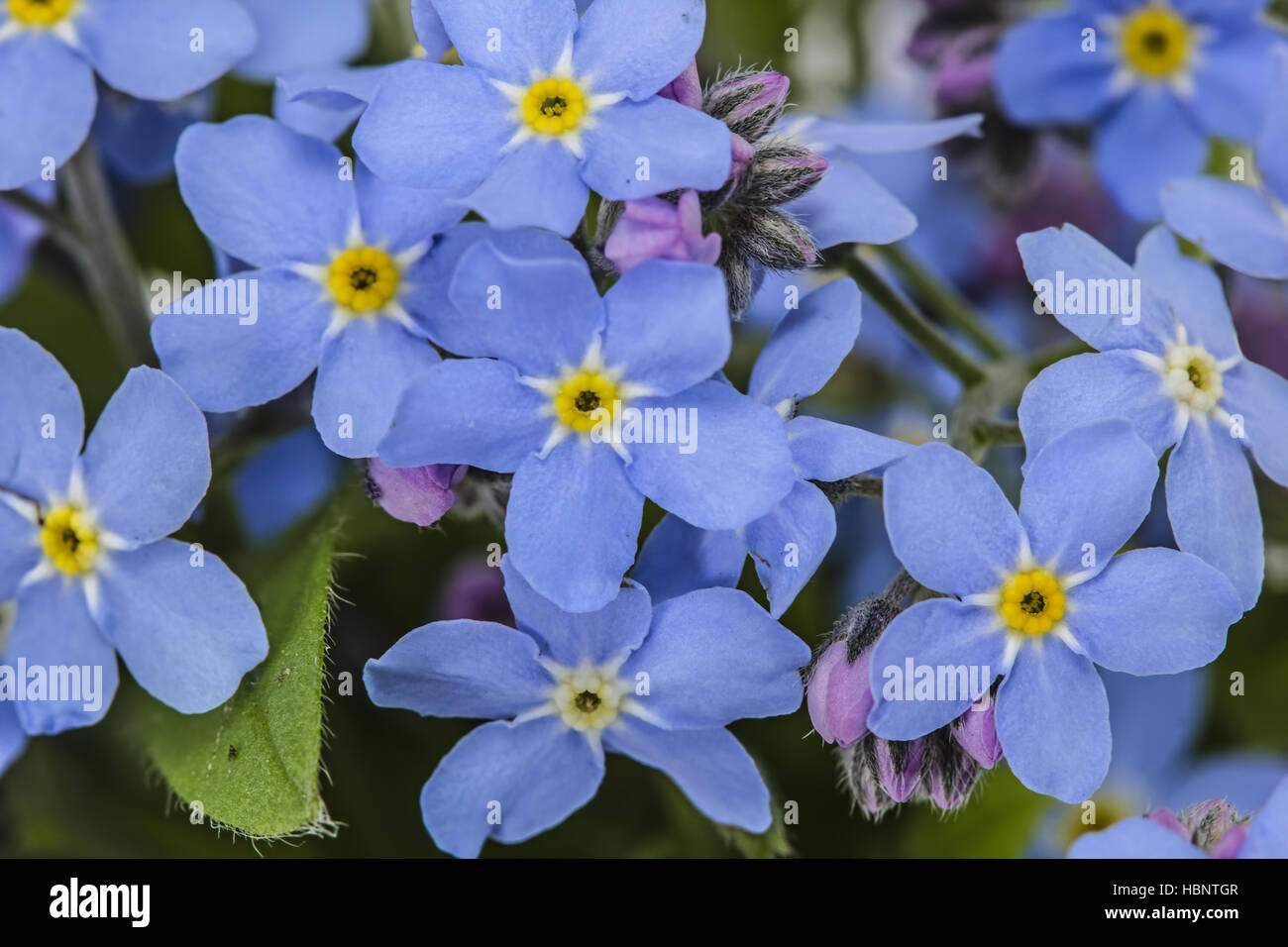 Abstract background of forget-me-not, close-up Stock Photo - Alamy