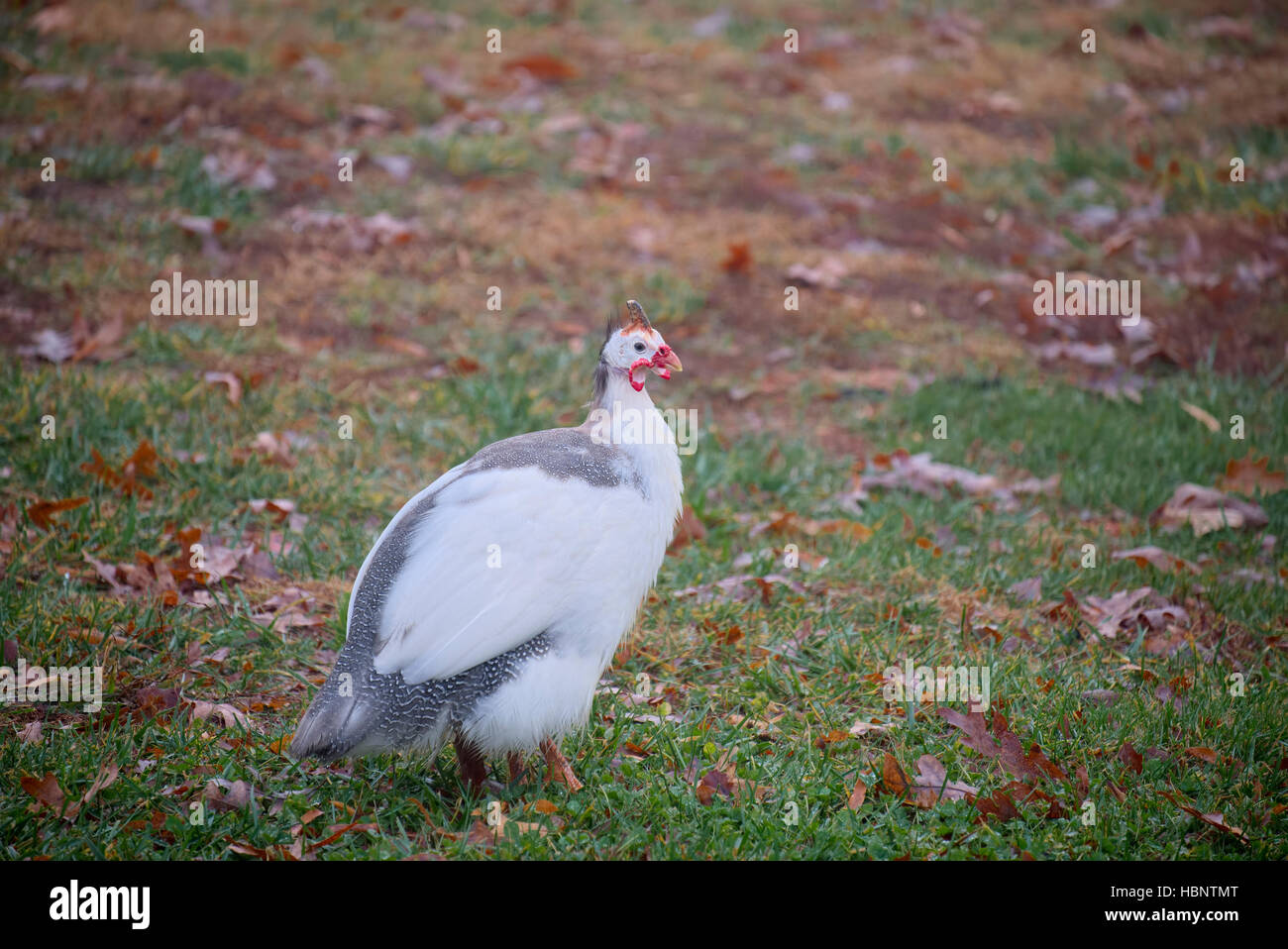 Guinea Fowl bird on the ground in Autumn Stock Photo - Alamy