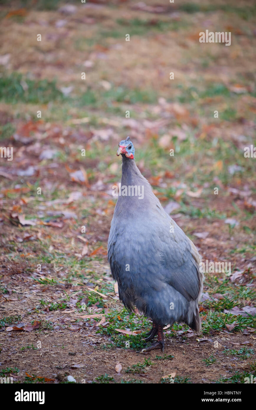 Guinea Fowl bird on the ground in Autumn Stock Photo - Alamy