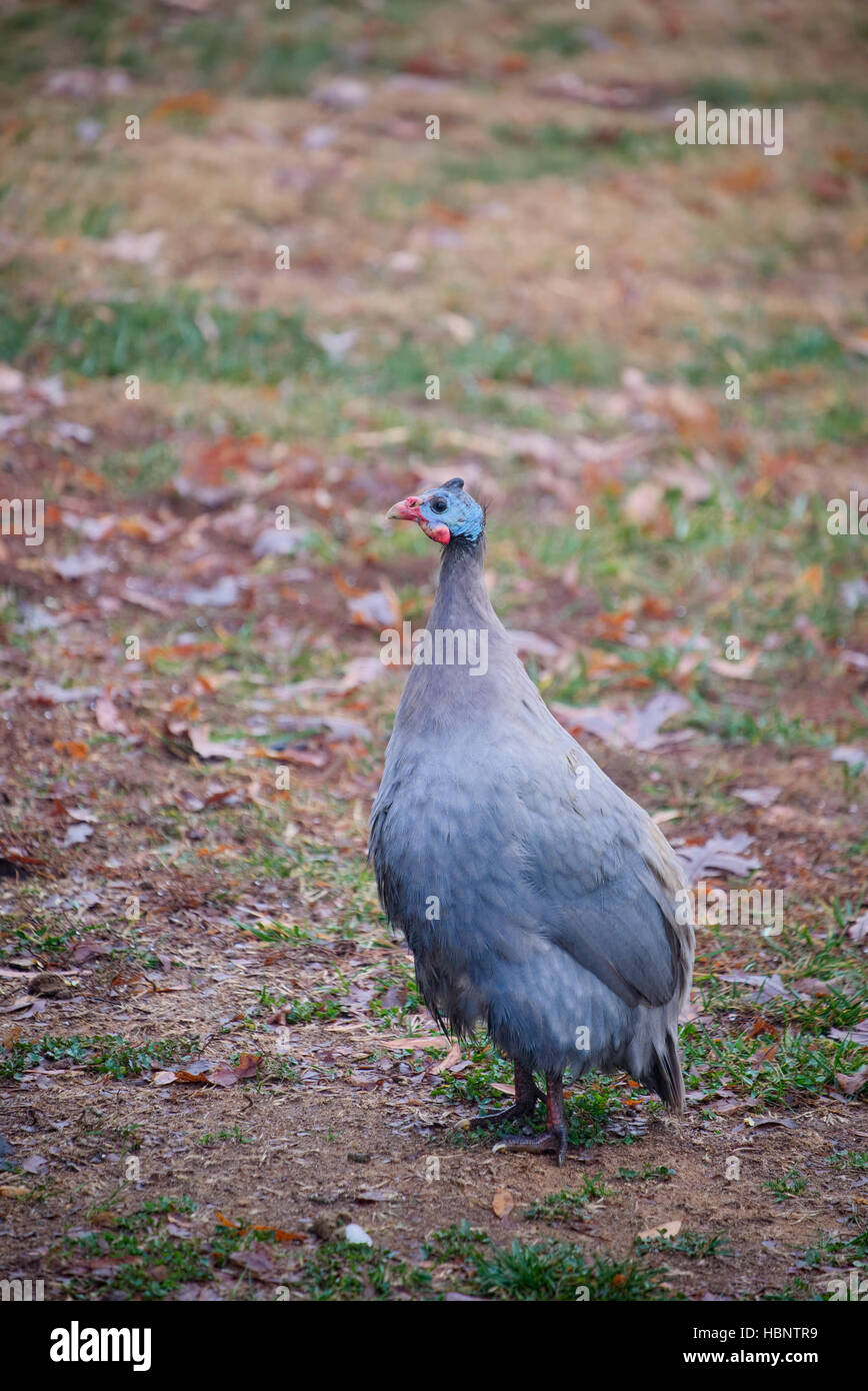 Guinea Fowl bird on the ground in Autumn Stock Photo - Alamy