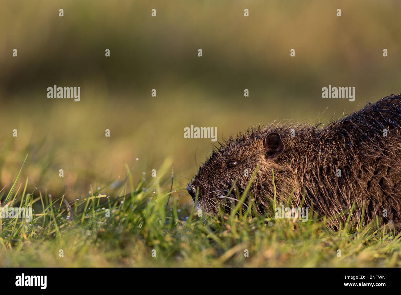 Lower nutria hi-res stock photography and images - Alamy