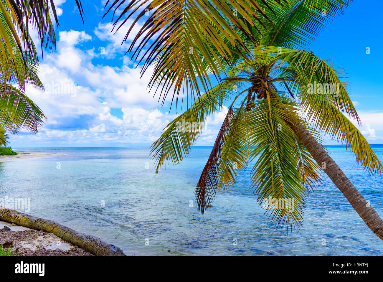 Palm Ocean Sky Stock Photo - Alamy