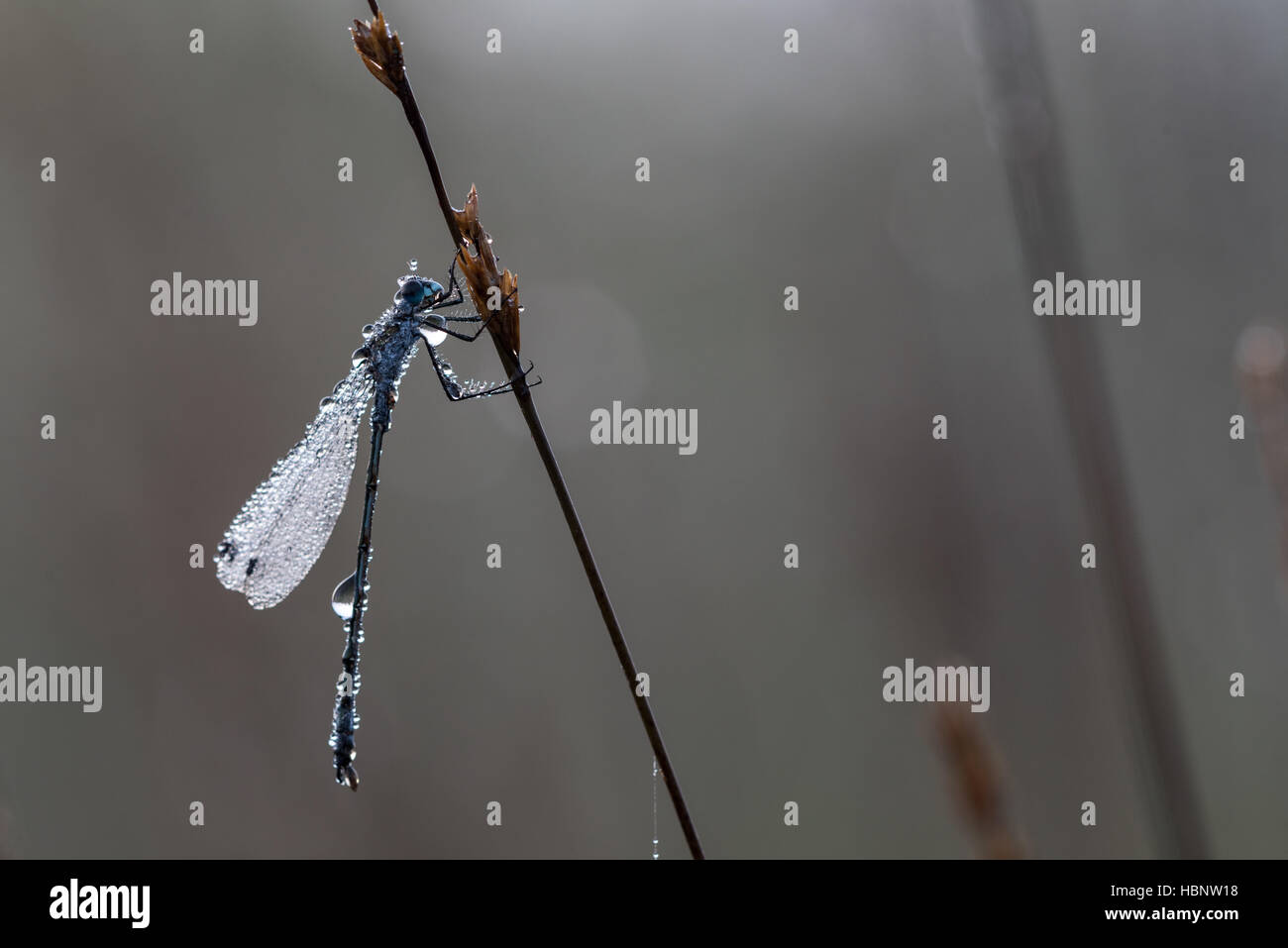 Dragonfly in a German bog Stock Photo - Alamy