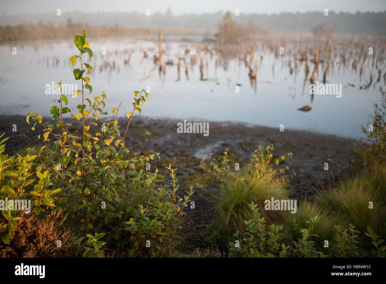 German bog in fall Stock Photo - Alamy