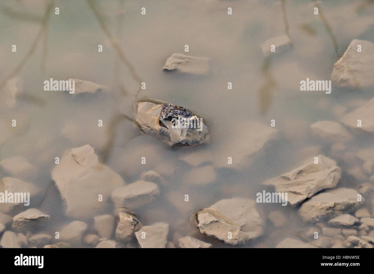 Alien in the water Stock Photo - Alamy