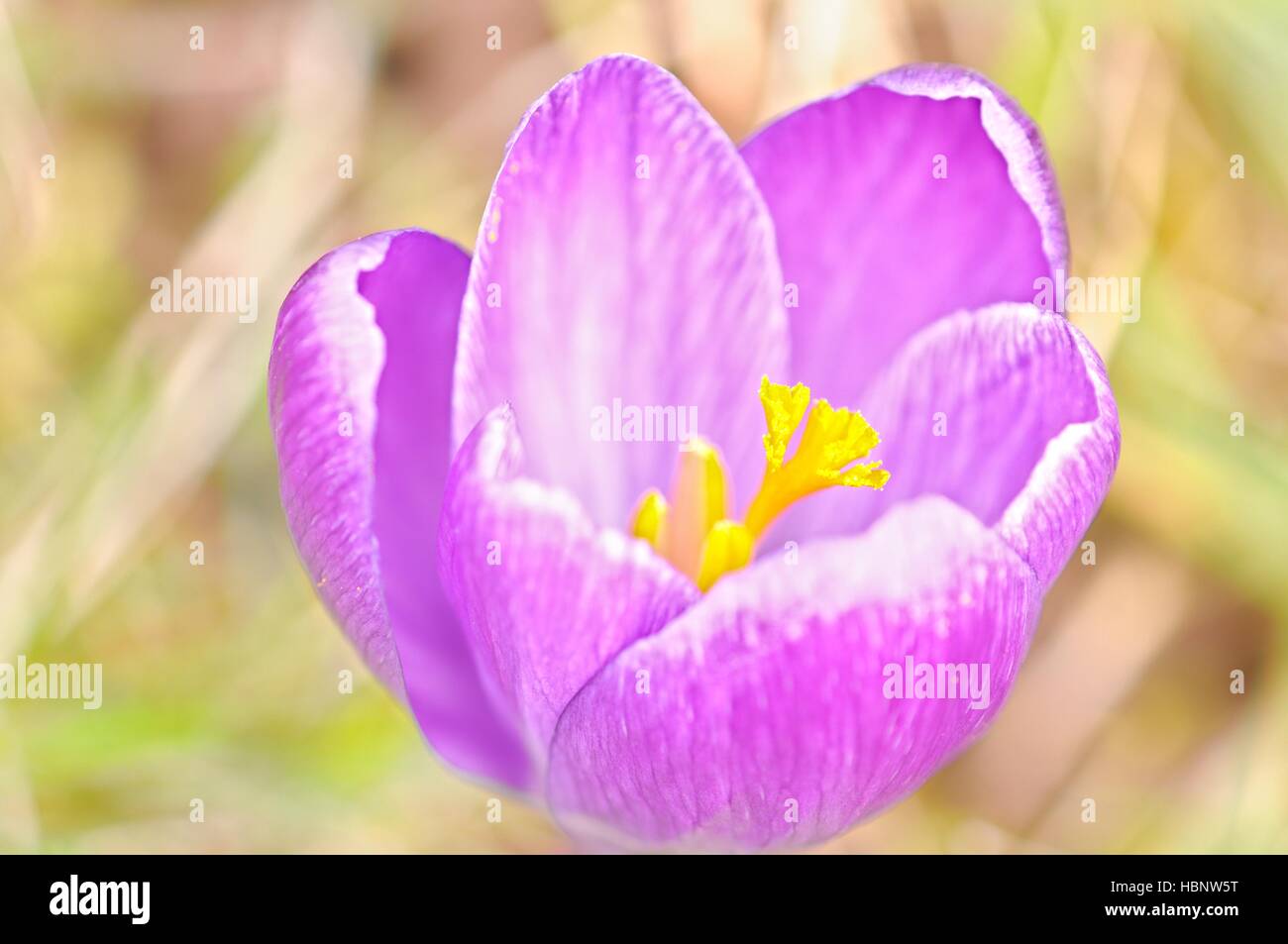 crocus blossom open Stock Photo - Alamy