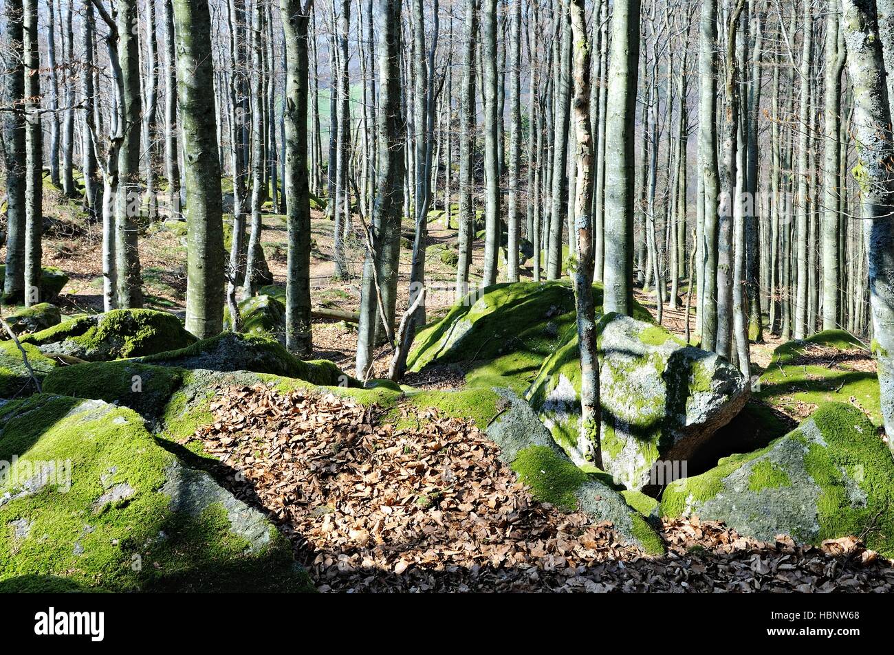 In the sunny spring forest Stock Photo - Alamy