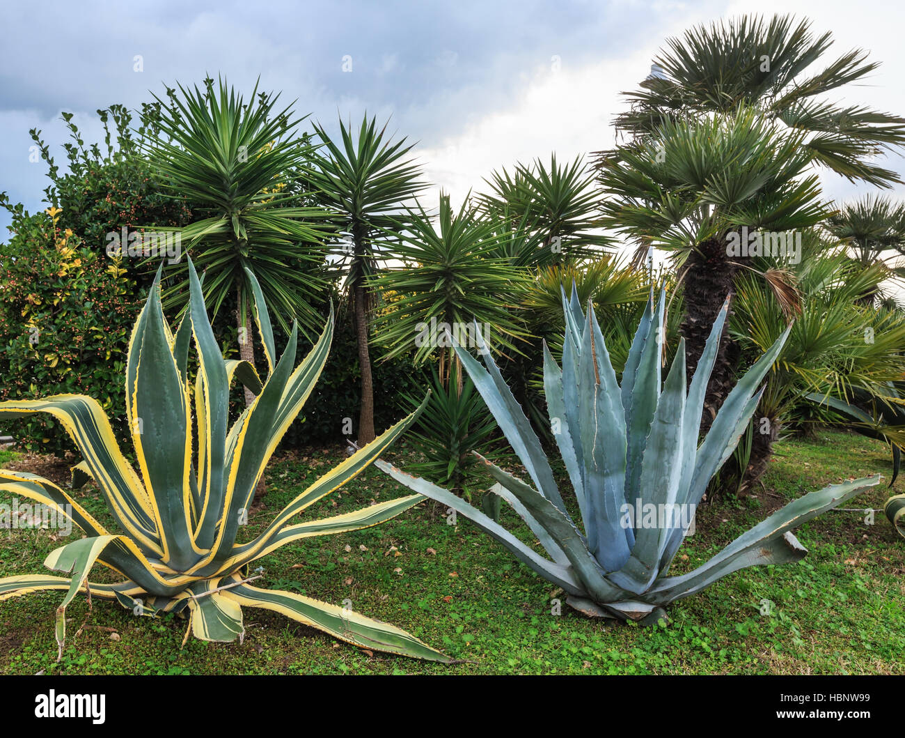 Aloe plants and palm trees Stock Photo - Alamy
