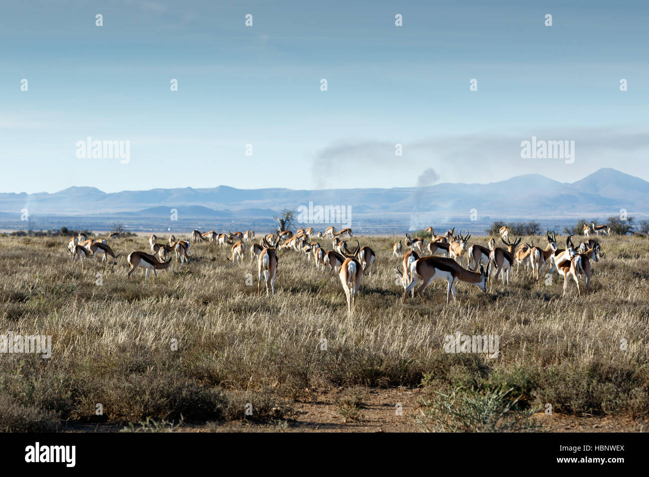 Springboks hi-res stock photography and images - Alamy