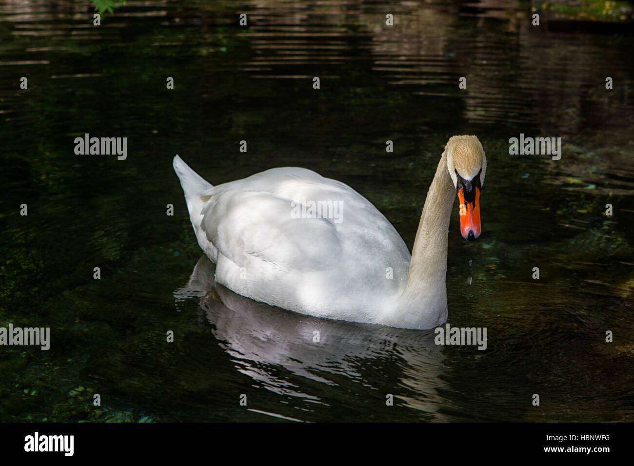Floating swan hi-res stock photography and images - Alamy