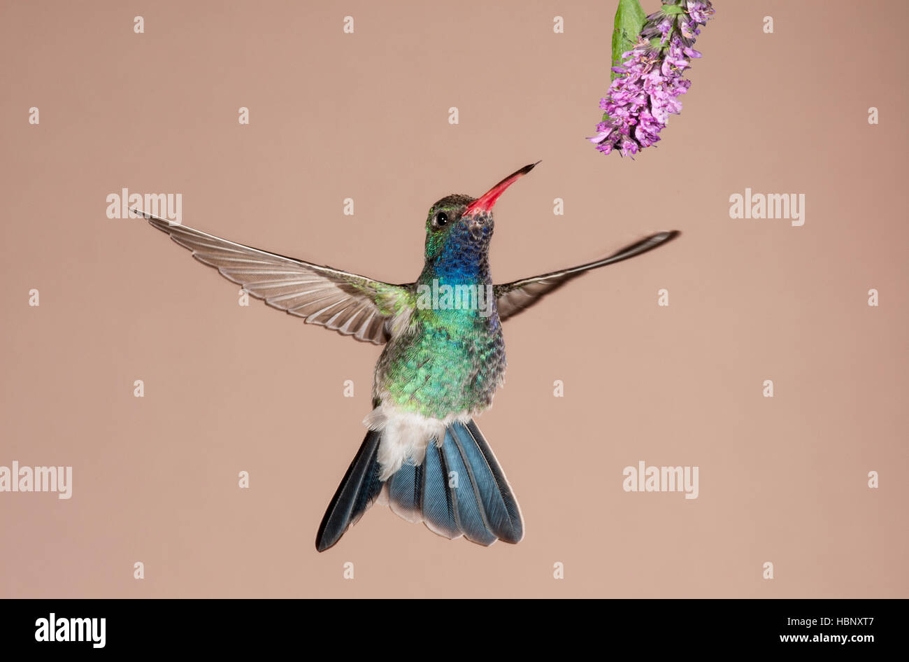 Broadbill hummingbird hi-res stock photography and images - Alamy